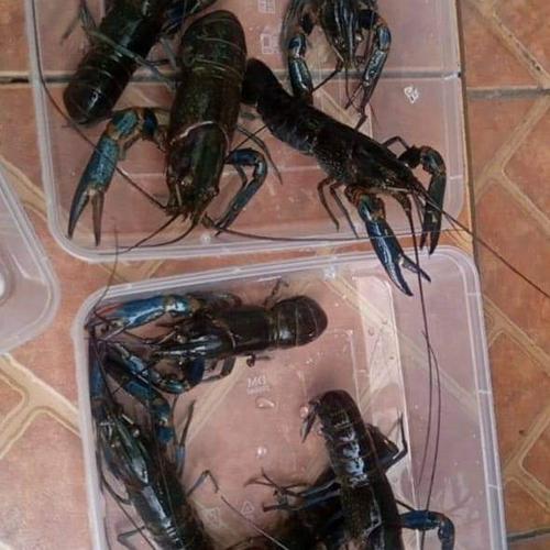 Jual INDUKAN LOBSTER AIR TAWAR 1 SET BERISI 10EKOR UK 4INC_5INC ...