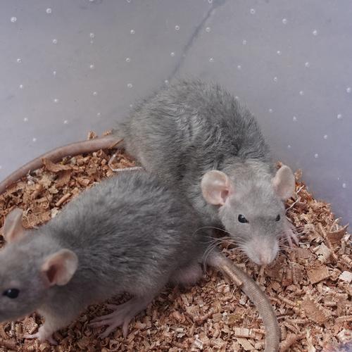 Jual Dumbo Ear Rat Hairless Rex - Kota Malang - reptilekucing | Tokopedia