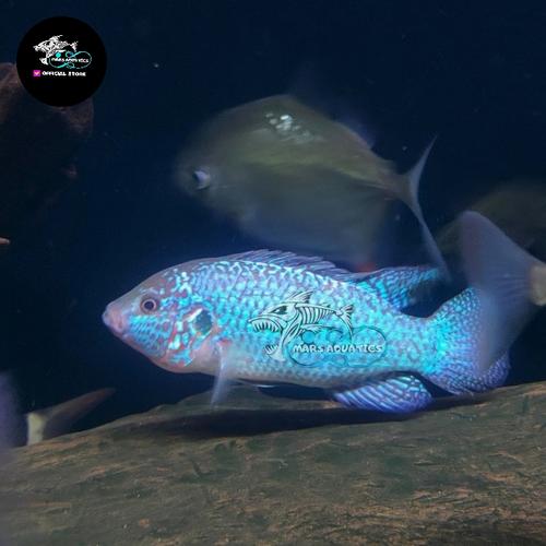Promo IKAN HIAS BLUE JEWEL AFRICAN CICHLID TANKMATE IKAN - Jakarta ...