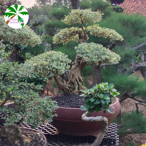 Jual tanaman hias bonsai legistrum variegata/plus pot - Kab. Bogor ...