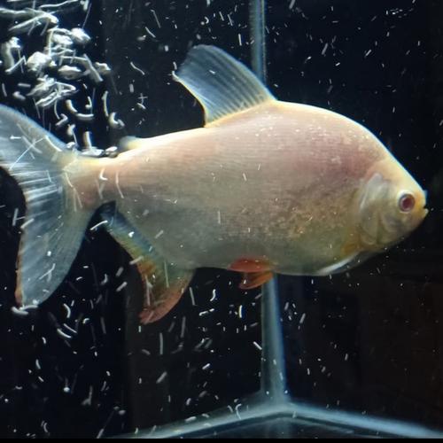 Jual IKAN HIAS IKAN PACU ALBINO BIG SIZE TANKMATE IKAN - Jakarta Barat ...