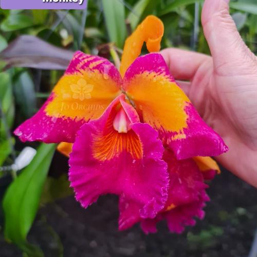 Jual Bunga Anggrek Cattleya Taiwan Queen King Monkey Tanaman Hias ...