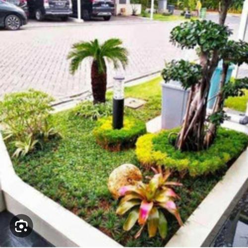 Jual terima pembuatan taman rumput gajah mini+pohon - Jakarta Barat ...