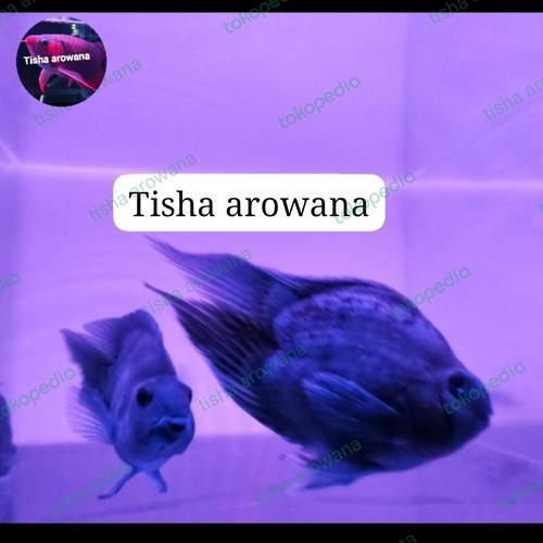 Jual kingkong parot blue no tail biru ikan perot kingkong import ...