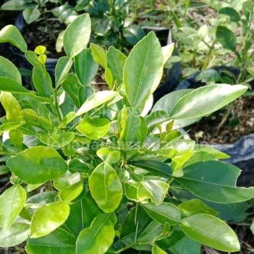 Jual Bibit pohon jeruk suangi manado ukuran 50 cm bisa ditanam dalam ...