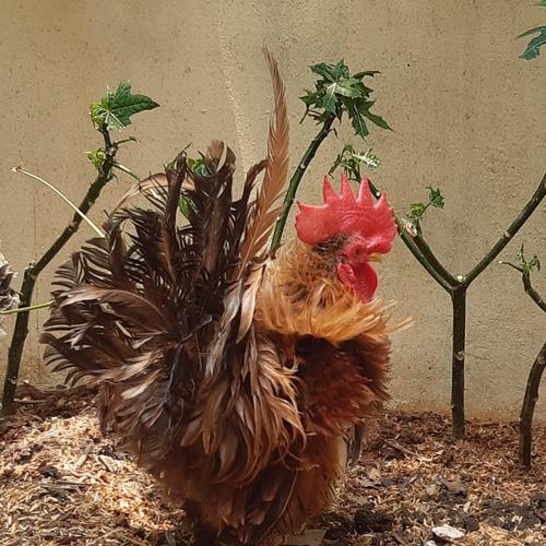 Jual AYAM HIAS(CHOCIN/SERAMA/KATE/POLAND/BATIK/KAPAS/JAMBUL/CHAMOIS ...