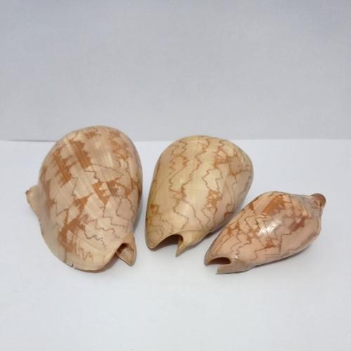 Jual Cangkang Keong Batik. Bgs Utk Display. - Jakarta Barat - _deltamas ...