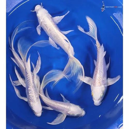 Jual ikan koi platinum slayer koi kumpay warna putih polos grade A ...