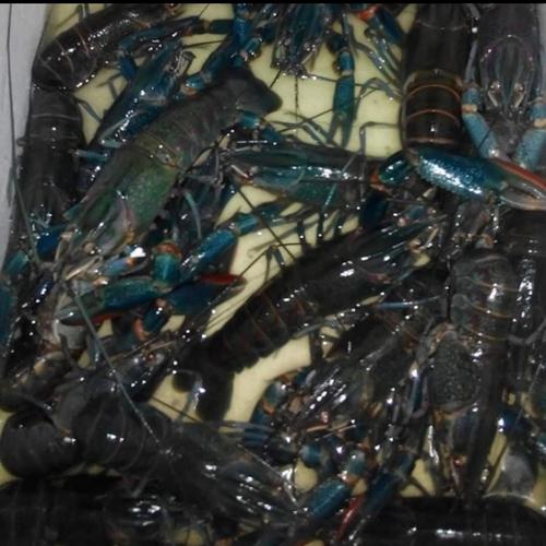 Jual Lobster air tawar paket indukan 20 ekor - Kota Bekasi - Capit ...