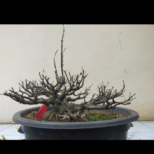 Jual bonsai kimeng small the max - Kab. Bandung Barat - myantiqueshop ...