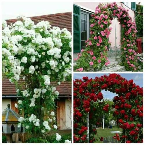 Jual Biji Benih Bibit Bunga Mawar Rambat Merah - Red Climbing Rose ...