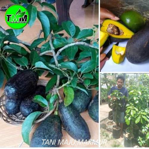 Jual BIBIT TANAMAN ALPUKAT BLACK MAMBA//ALPUKAT HITAM//ASLI HASIL ...