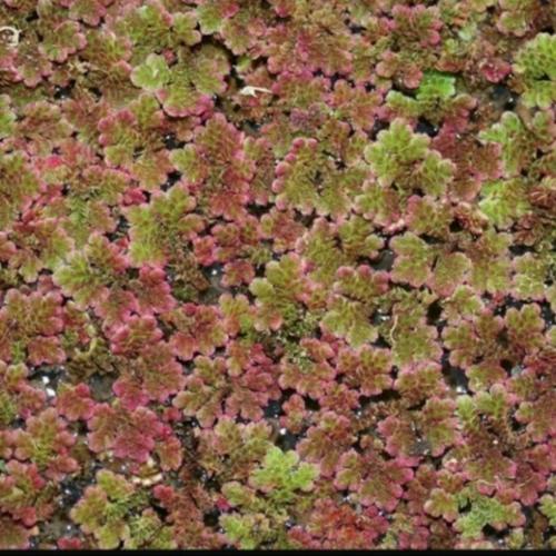 Jual azolla merah microphylla - red azolla- tanaman air aquascape - Kab ...