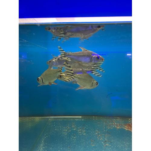 Jual YELLOW FEI FENG AMERICAN FLAG TAIL JUMBO FL AQUARIUM - Kota Medan ...