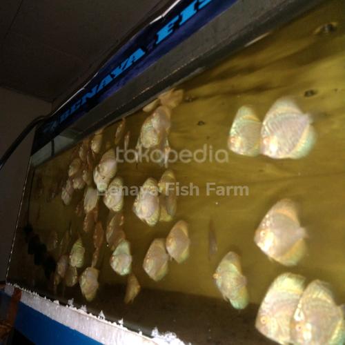 Jual Ikan Discus Pigeon Yellow x White Butterfly 2 Inch Ekor - Kab ...
