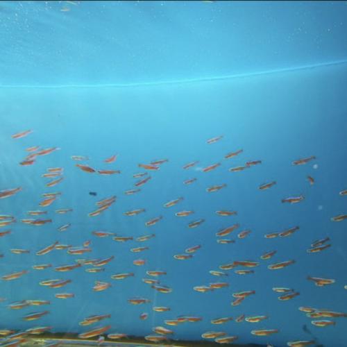 Jual Neon cardinal tetra ikan neon cardinal tetra ikan hias air tawar ...