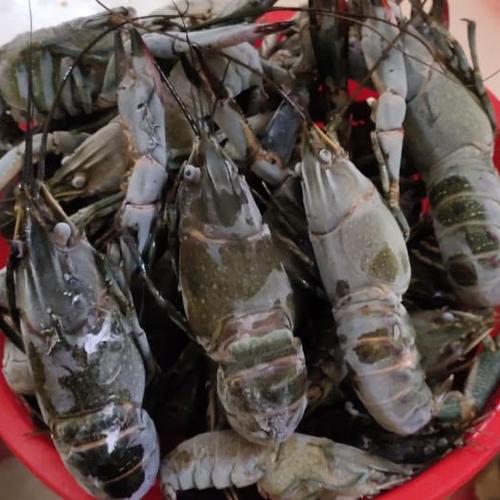 Jual udang Lobster air tawar beku size M up - Kota Bekasi - Capit ...