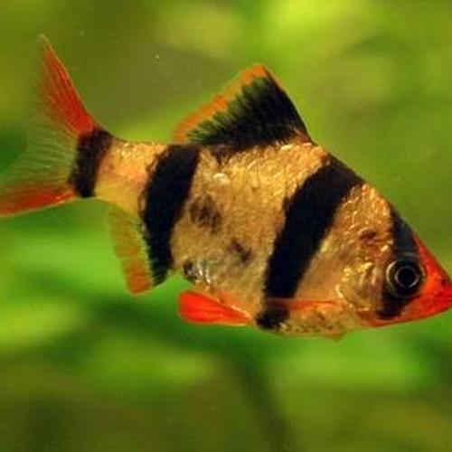 Jual ikan sumatra tiger barb pemakan kutu hama aquarium - Kota Depok ...