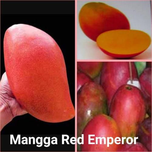 Jual Bibit Pohon Mangga Red Emperor - Pohon mangga, Original - Kota ...