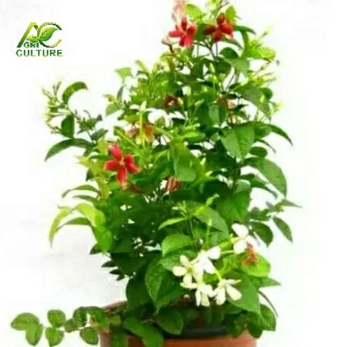 Jual melati belanda mini rimbun tanaman rambat melati belanda - Kab ...