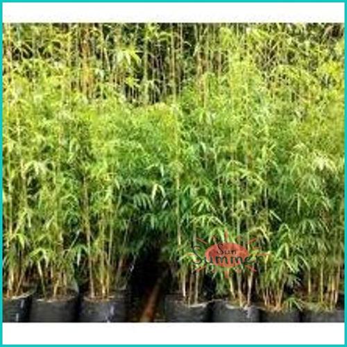 Jual Tanaman Bambu Kuning Hias jepang 100% ORIGINAL *READY* Berkualitas ...