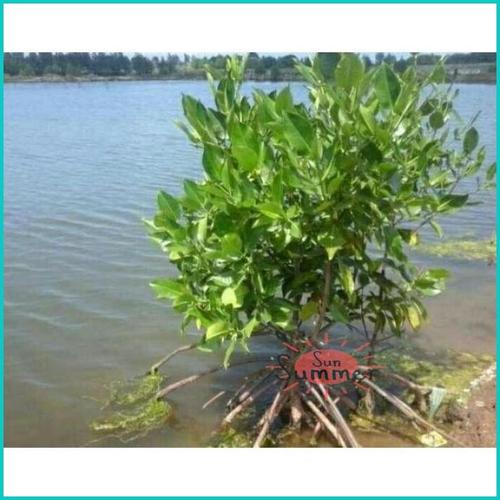 Jual TANAMAN BAKAU / POHON MANGROVE UKURAN MEDIUM Berkualitas - Kota ...