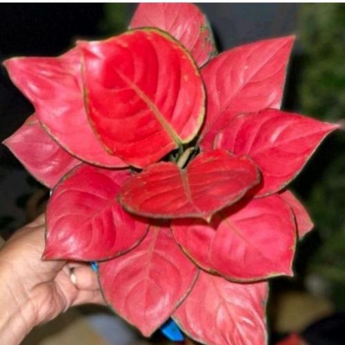Jual tanaman hias aglonema red anjamani Daun Rimbun 3-5-8 daun + Pot ...