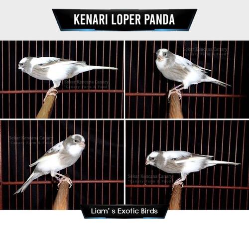 Jual Burung Kenari Loper Panda Bahan Jantan Prospek Grade A - Jakarta ...