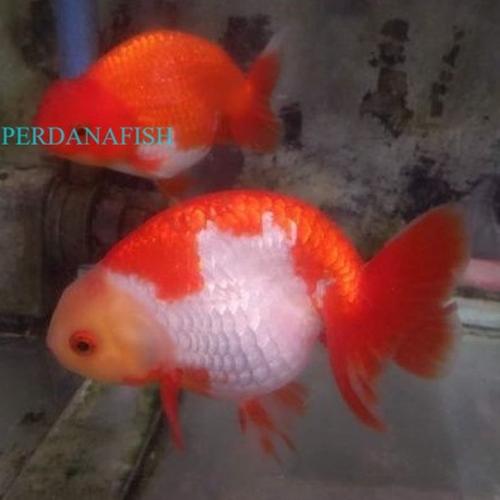 Jual ikan mas koki ranchu rw red white jumbo merah putih kualitas baik ...