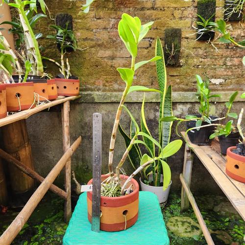 Jual Dendrobium Ratri Ayu X Dendrobium Rizki Kartika (Den teuku jacob ...