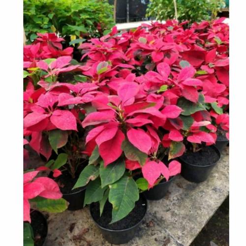 Jual Tanaman hias khastuba merah rimbun+Pot - Jakarta Utara - Nursery i ...