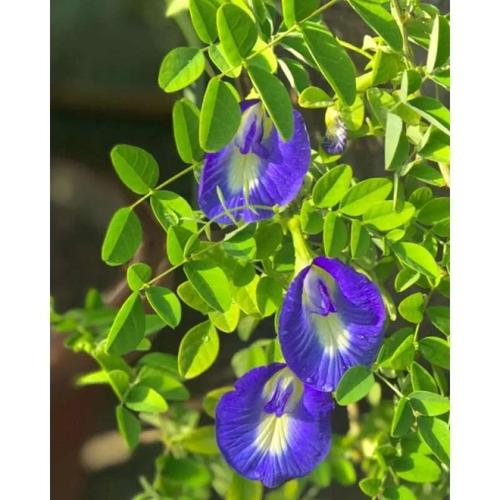 Promo Bunga Herbal TELANG - Bibit Tanaman Herbal Bunga Telang Berbunga ...