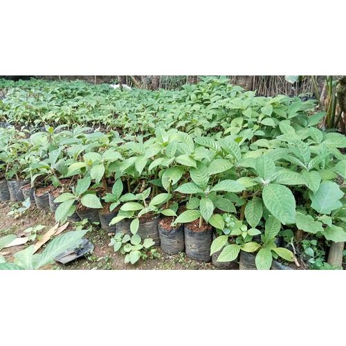 Jual Bibit Trichanthera Gigantea Pakan Ternak Tricantera - Hida Bibit ...