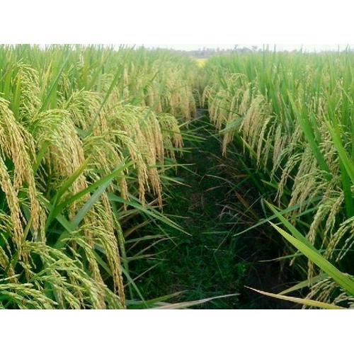 Jual Benih Padi Ciliwung Kemasan 5 Kg - Jakarta Pusat - triharyadidede ...