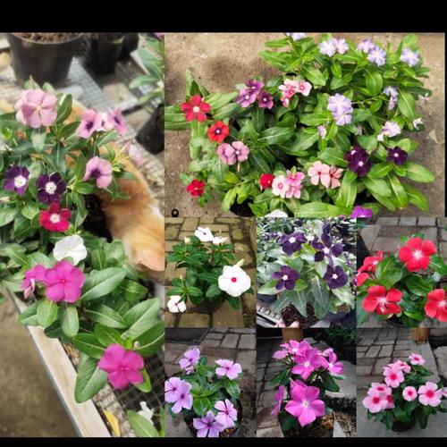Jual Tanaman Hias Bunga Vinca - Tapak Dara - Periwinkle - Merah - Kota ...