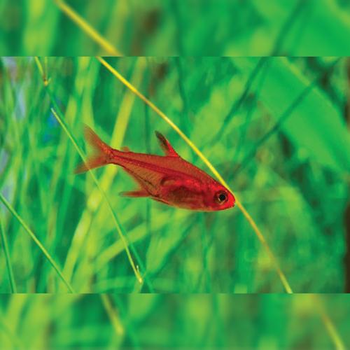 Jual Ikan Hias Amandae Tetra / Ember Tetra / Ikan Hias Tetra - Jakarta ...