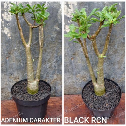 Jual Tanaman Hias Bunga Adenium Karakter BLACK RCN REAL PICT POT UK 35 ...