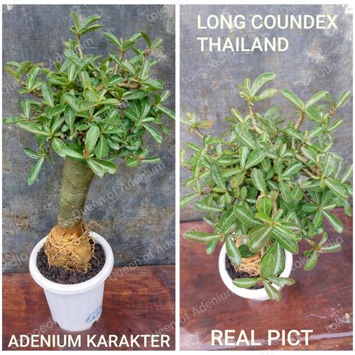 Promo Tanaman Hias Bunga Adenium Karakter LONG COUNDEX THAILAND RARE ...