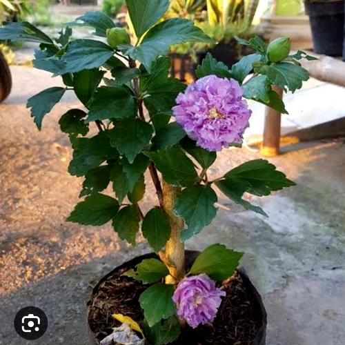 Jual Tanaman bunga sepattu tumpuk warna ungu - Kota Bekasi - suro buana ...