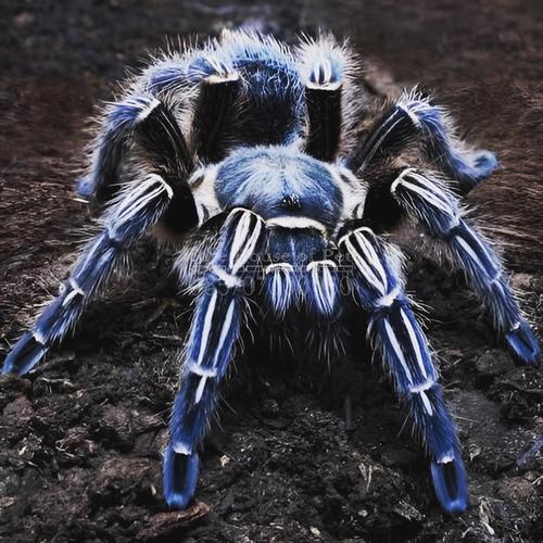 Jual Aphonopelma Seemanni / Costa Rican Zebra Tarantula - unsex 1 cm ...
