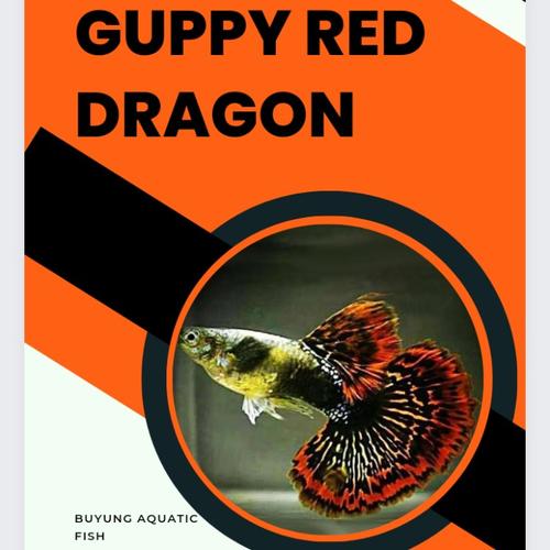 Jual ikan guppy red dragon 1 pasang -ikan hias-ikan hias aquascape ...