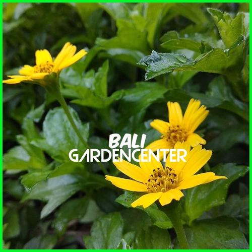 Jual Tanaman Hias Bunga Wedelia Chinensis - Wedelia Trilobata - Kab ...