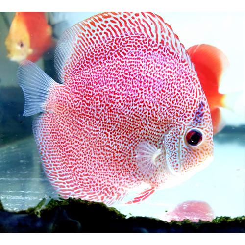 Promo discus panthera 3.5 inch / ikan discus / ikan diskus / ikan hias ...