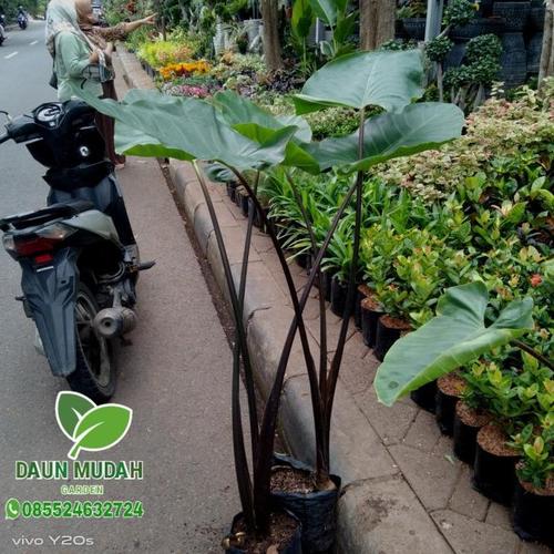 Jual ! TANAMAN HIAS TALAS SENTE HITAM/KELADI SENTE / ALOCASIA FREE POT ...