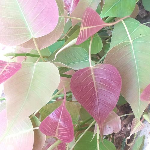 Jual pohon bodhi tinggi 30-45 cm indukan candi Borobudur - 30 -35cm ...