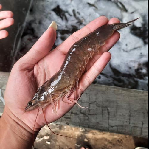 Jual Udang 1 KG Jumbo Fresh Segar Vaname Langsung Dari Tambak - 500gram ...
