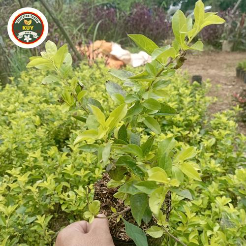 Jual tanaman hias pagar pohon pangkas kuning - Kab. Bogor - Bercocok ...