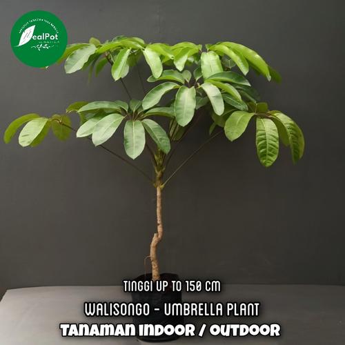 Jual tanaman hias indoor Walisongo ukuran besar - Jakarta Barat ...