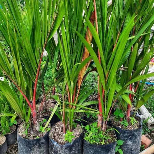 Jual Tanaman Pohon Palm Merah 1 meter - Tanaman Hias Palem - Kota Batu ...