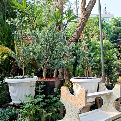 Jual pohon lohansung/lo Han Sung/ bonsai lohangsung. T 50cm, D 3cm ...